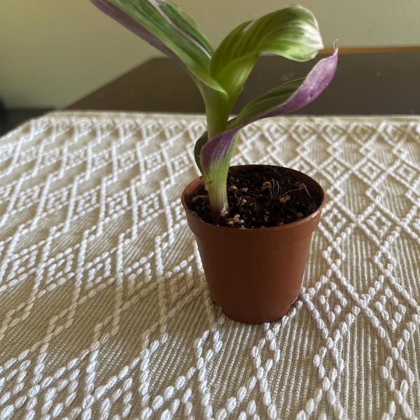 Scindapsus Mayari Variegated in a Nursery Pot | Rare Scindapsus Single ...