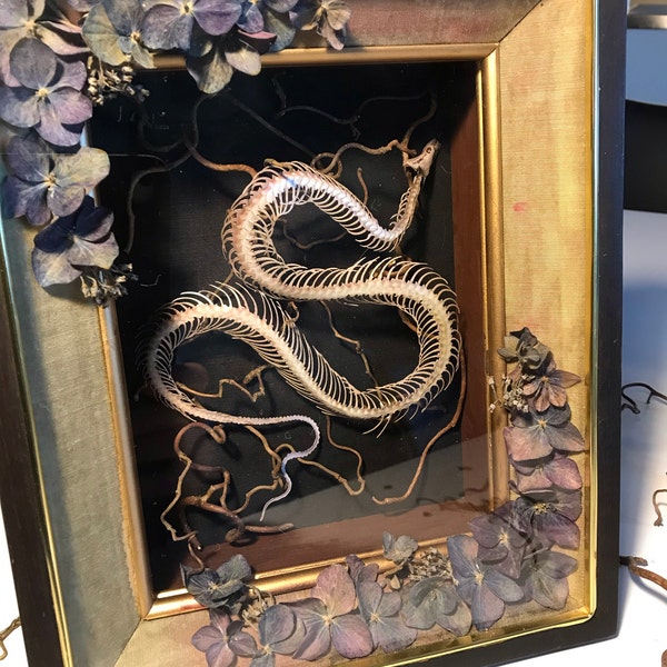 Paper Snake Skeleton, Realistic Double-sided Paper, Laser-cut Craft ...