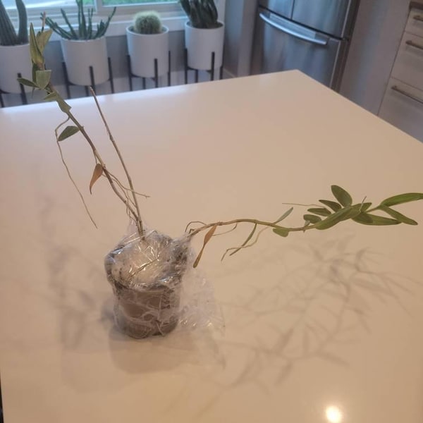 In 4 Inch Pot Rooted Siam Tulip Curcuma Alismatifolia With Bloom/ Ready ...