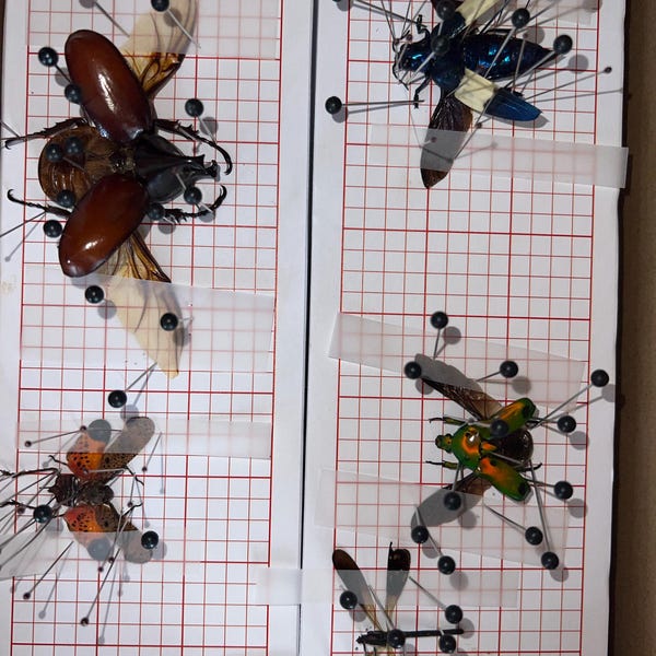 REAL Assorted Bugs and Beetles! Cool Insect Species From Around the ...