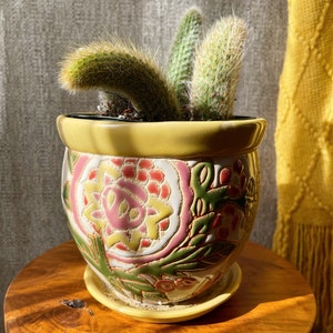 Crassula Picturata tiger Jade 4 | Etsy