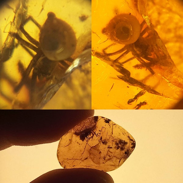 Baltic Amber Inclusion 9468 Ant and Fly. Great Stone for Jewelry ...
