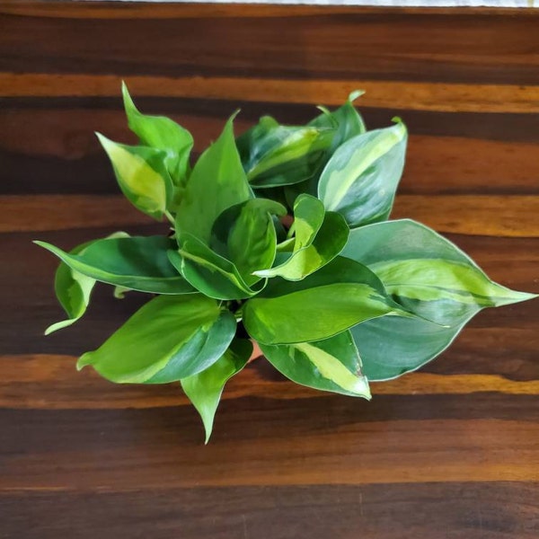 Brasil Philodendron - Variegated - Tropical Houseplant - Etsy