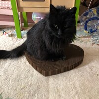 Cat Toys Made in USA Set of 3 Cardboard Cat Toys Round Balls for ...