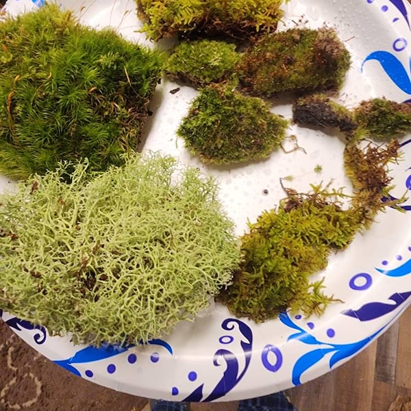 Live Moss Mix: 4 Variety Pack for Terrarium / Vivarium - Etsy