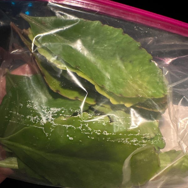 Brass Orisha Olosa Tools (ananagu Olokun Olosa Iroko Dada Ocha Ifa ...