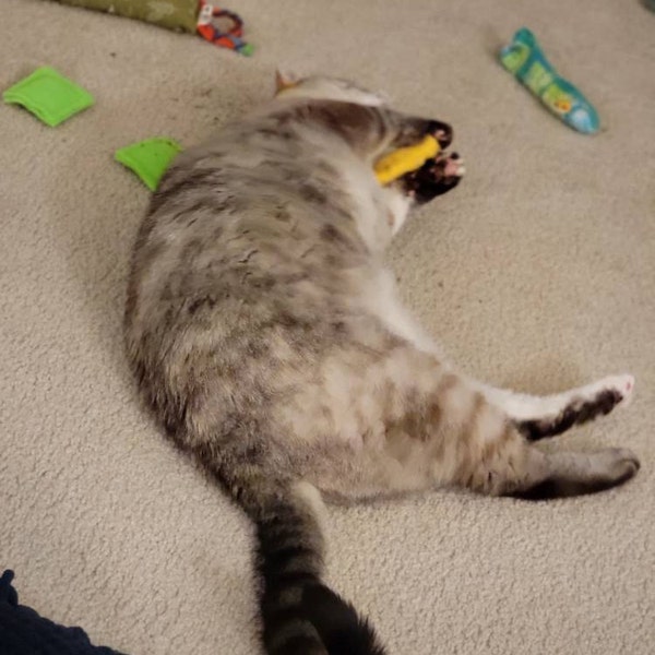 Marinated Catnip Toys for Cats Catnip Stuffed Raviolis/toys for Cats ...