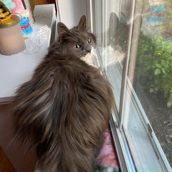 Window Sill Cat Pad/ 8 Sill Pad - Etsy