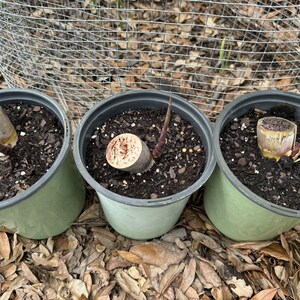 Organic Red PIGEON PEAS Gunga Pea 50 Seeds Cajanus Cajan Gandul Lazaro ...