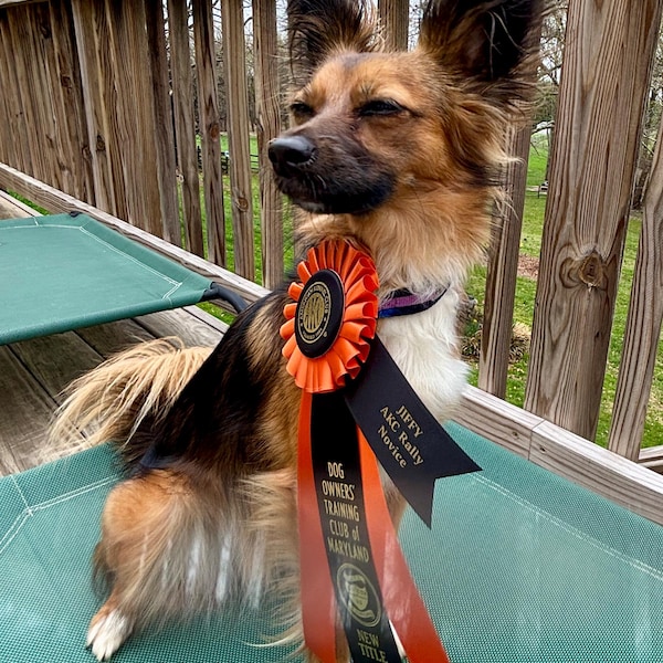 AKC Virtual Rally Title Ribbon Rosette - Novice, Intermediate, Advanced ...