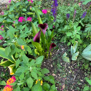 Butterfly Ranunculus Hades Corm Bulb - Etsy