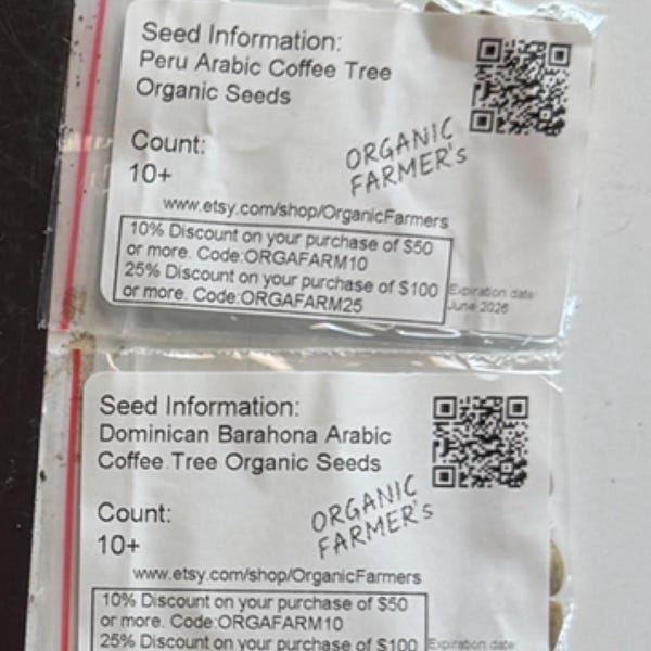 Dominican Barahona Arabic Coffee Tree Organic Seeds, 10+ Count Coffee ...