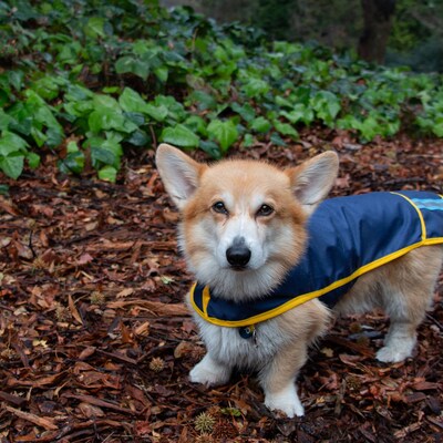 Corgi Rain Jacket - Etsy