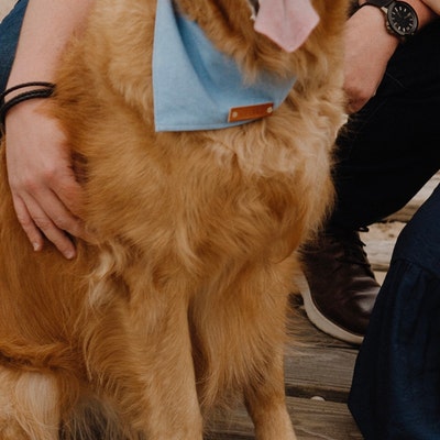 Pomsky or Select Different Breed Outline 1 1/4 - Etsy