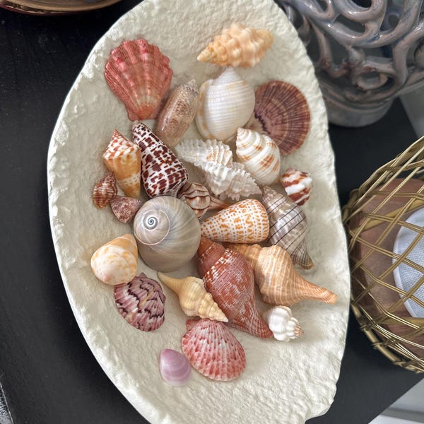 Florida Seashell SWF Set - Etsy