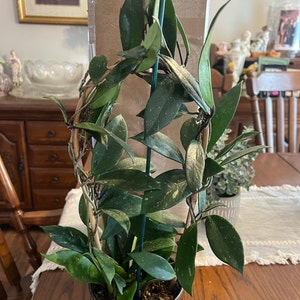 Hoya Pubicalyx Splash in 6pot With Hoop - Etsy