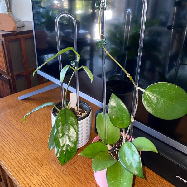 Arch Acrylic Houseplant Trellis With Tapered Connectors - Etsy