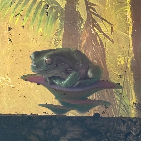 3-D totoro Jumping Spider Enclosure 5x5x8 - Etsy