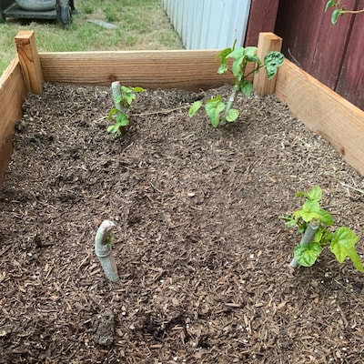 5 Bele Abelmoschus Manihot Edible Hibiscus Tonga Spinach Cuttings FROM ...