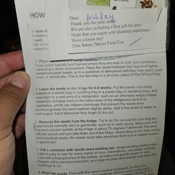 RARE Red Blood ROSE -gorgeous & Aromatic Flower Tree Bush 2, 10, 20 or ...