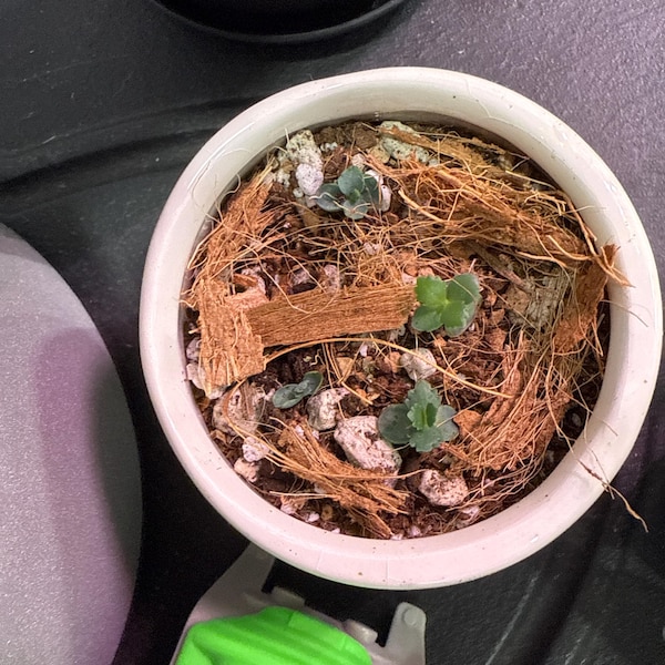 DOUBLE BUTTERFLY SNAPDRAGON Flower Seeds - Bronze Antirrhinum Rare Snap ...