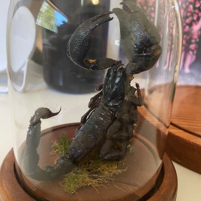 Scorpion in a Small Dome Wall Decor Real Taxidermy Wall Art Home ...
