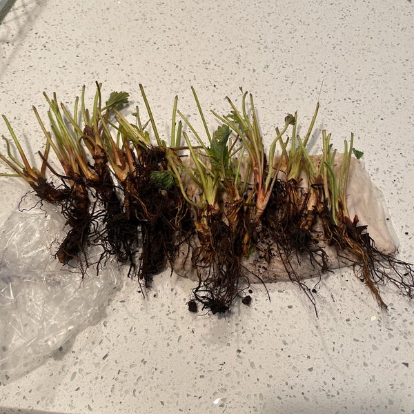 10 MARS GRAPE Cutting / Fruit Tree Scion / Scionwood / Wood / Rooting ...