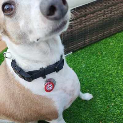 Poppy Dog Tag, Flower Pet Tag, Dog Name Tag Personalised Pet Tag - Etsy