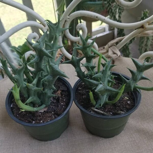 Orbea Stapelia Schweinfurthii, 4 Inch Rare Orange Flowering Huernia ...