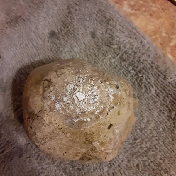 Large Rough Stromatoporoid Sponge Ordovician Fossil Limestone W ...