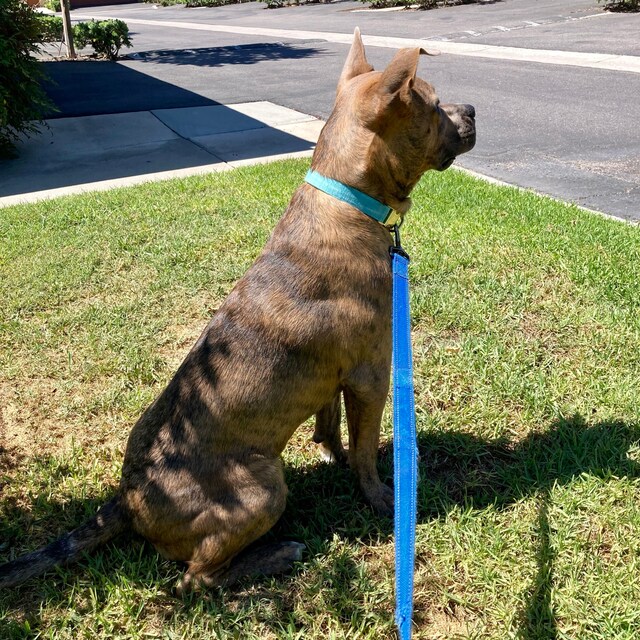 handcrafted products for discerning pets & their by thefoggydog