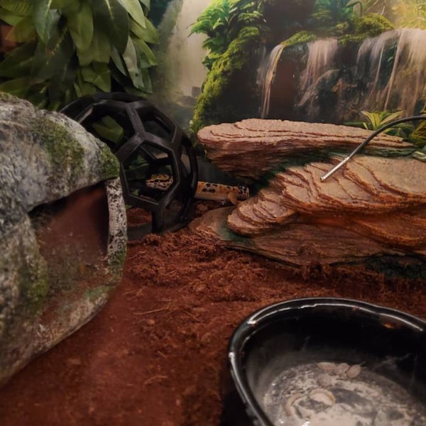 Leopard Gecko Jungle Gym: Climbing Enrichment for Reptile Terrarium - Etsy