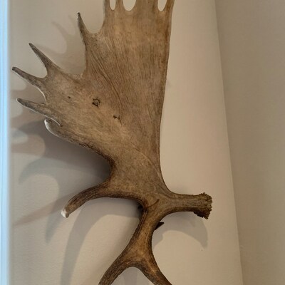 Elk/moose Shed Antler Mount Hanger Antlers Not Included - Etsy
