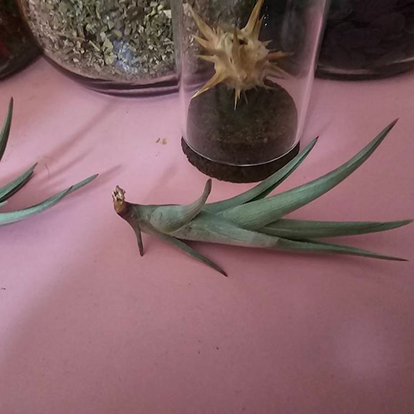 Medium Datura Specimen Display | Moonflower | Seed Pod |specimen ...