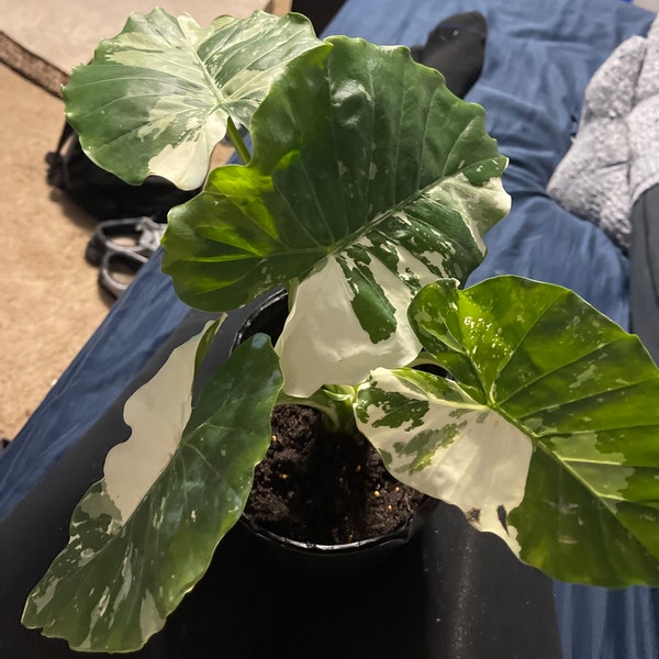Alocasia Gageana Albo-variegated | U.S Only - Very Nicely Variegated ...