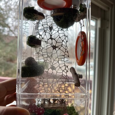 Jumping Spider Care Sheet, Printable Spider Tracker, Pet Breeding ...