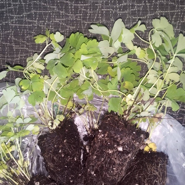 3 Salvia Nemorosa 'bumbleberry' Live Perennial Plants. Stunning Colors ...
