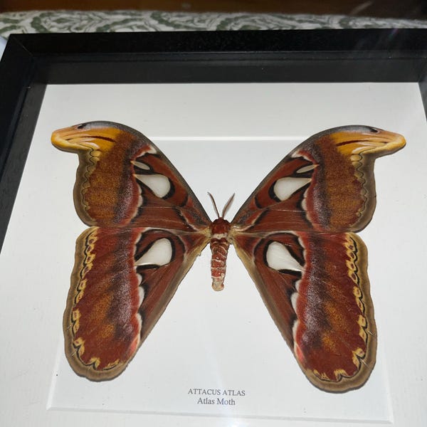 Pink Silkmoth in Baroque Style Frame (automeris Frankae) - Etsy
