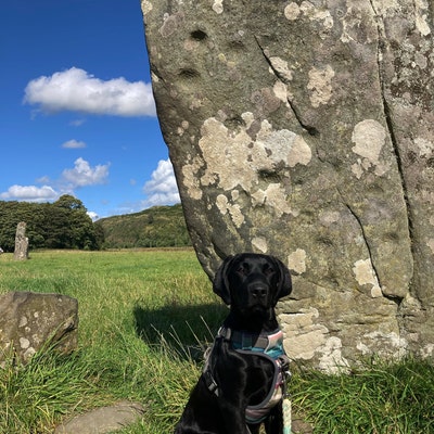 The Crafty Dog Co Can't Stop the Tealin' Rope Lead Teal - Etsy