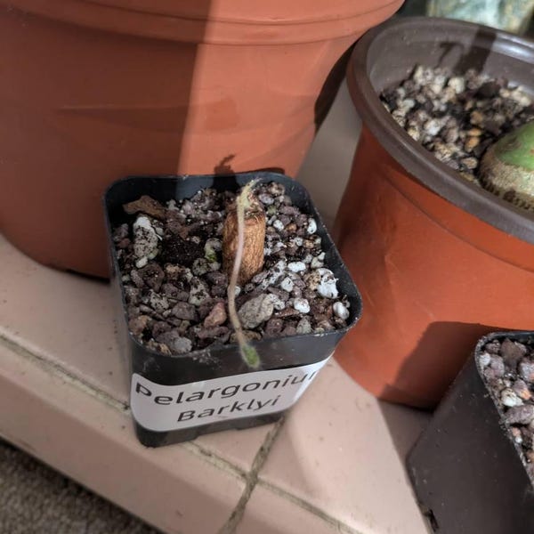 Bulbine Torta, Super Rare Succulent！ - Etsy