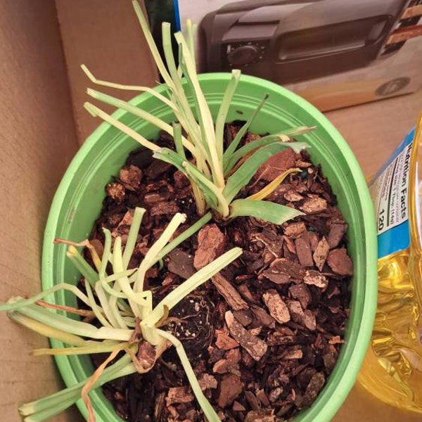 3 Giant Gladiator Allium. Plant Now for Next Spring Color. Super Easy ...