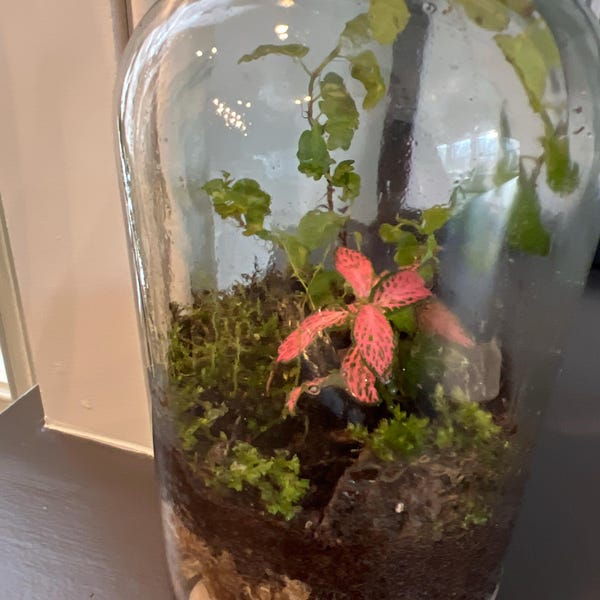 Large Live DIY Terrarium Kit by Boomdyada, Self-sustaining Sealed Mini ...