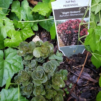 Sedum 'night Embers' 3 Pack Bare-root Plant grade 1 - Etsy