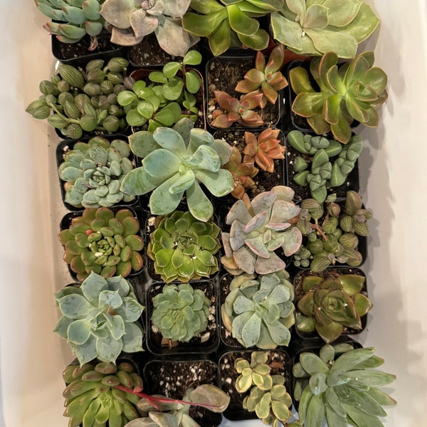 12 Succulents-sets - Etsy Canada