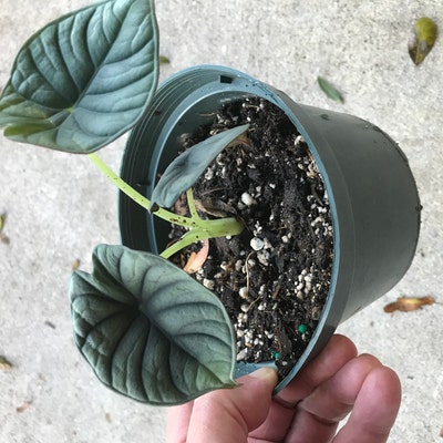 Alocasia Dragons Tooth Starter Plant must Buy A Minimum of ANY 2 PLANTS ...