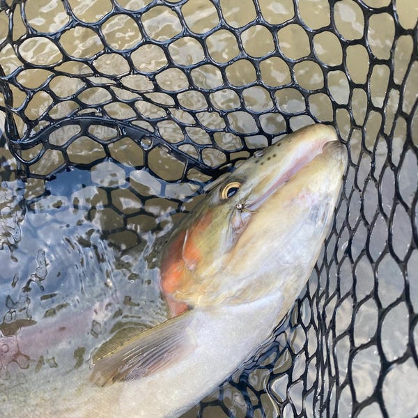 TYROAM Weighted Wading Staff: Model #305 - Etsy