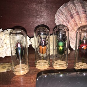 Real Beetle/insect Specimen / Cloche Jar Insect Display Specimen ...