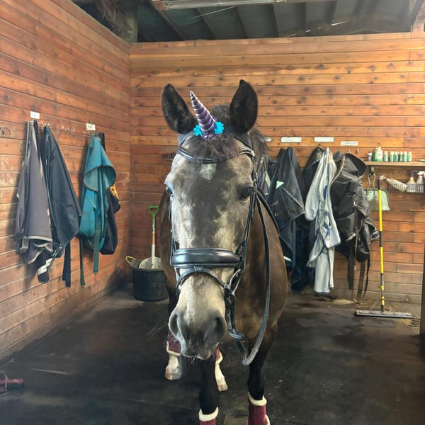 Equestrian Knowledge Diagrams & Worksheets - Horse Diagrams, Equine ...