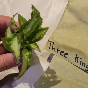 Syngonium Three Kings Starter Plant ALL STARTER PLANTS Require You to ...