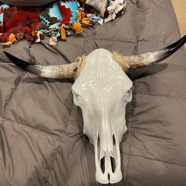 STEER Cow Skull Texas Skull Mounted Polished Horns 434 - Etsy